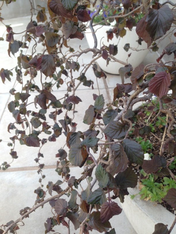 Corylus avellana 'Contorta' - Contorted Filbert, Harry Lauder's Walking ...