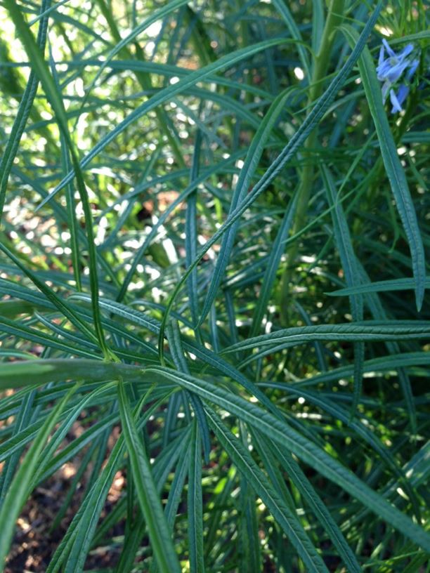Amsonia hubrichtii - Threadleaf Bluestar | Myriad Botanical Gardens ...
