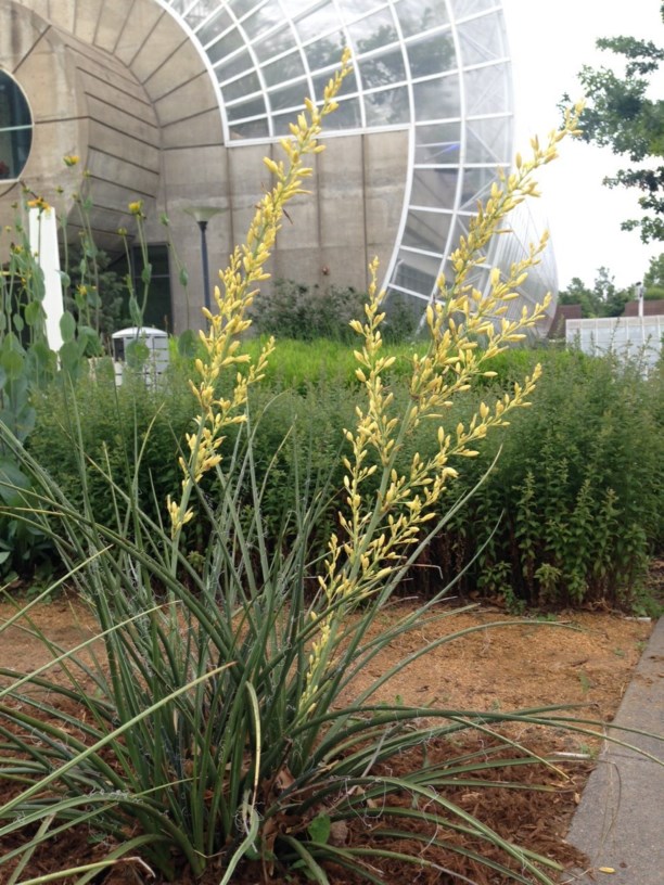 Hesperaloe parviflora 'Yellow' - Yellow Yucca | Myriad Botanical ...