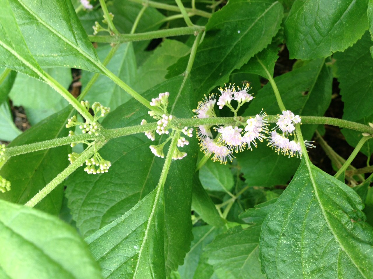 Callicarpa americana var. lactea - White Beautyberry | Myriad Botanical ...
