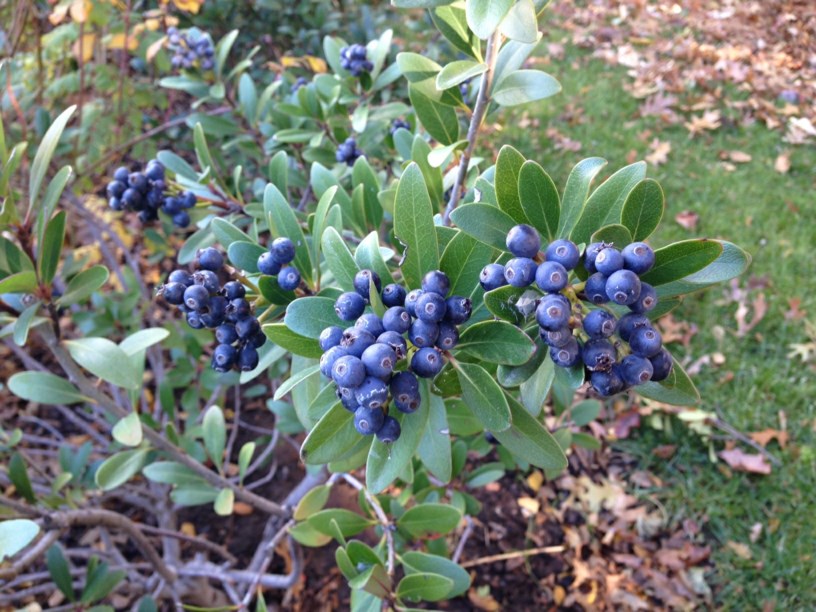 Rhaphiolepis indica 'Blueberry Muffin' - Indian Hawthorn | Myriad ...