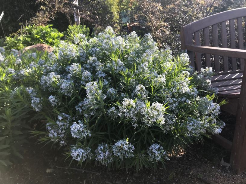 Amsonia hubrichtii - Threadleaf Bluestar | Myriad Botanical Gardens ...