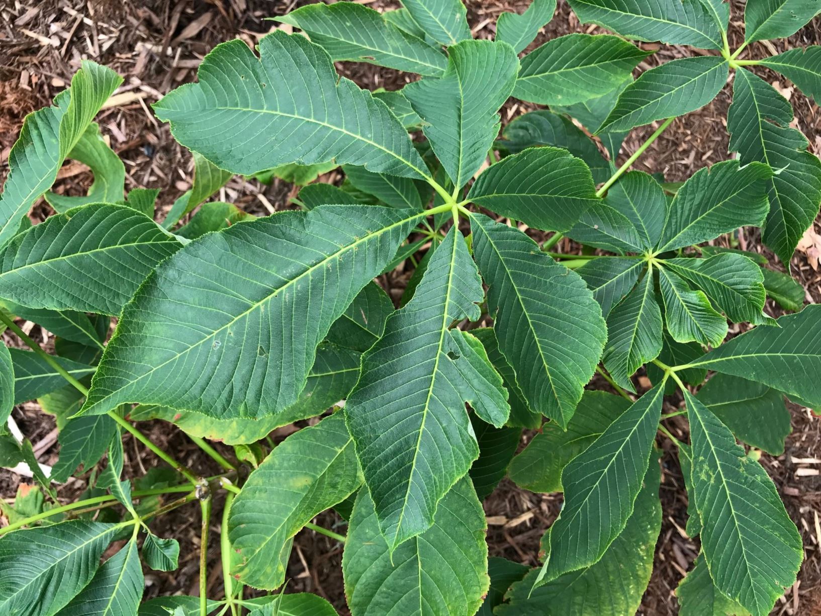 Aesculus parviflora - bottlebrush buckeye, dwaft buckeye, dwarf horse ...