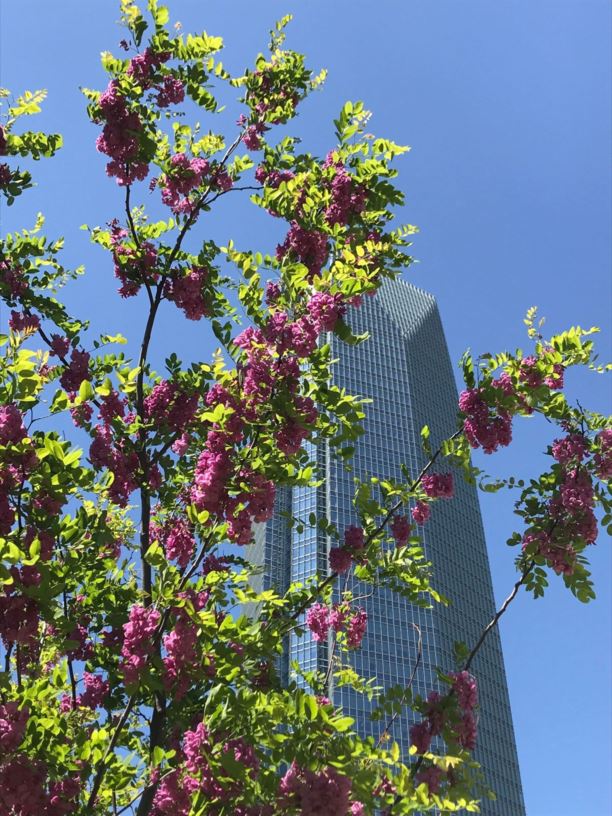 Robinia pseudoacacia 'Purple Robe' - Black Locust | Myriad Botanical ...