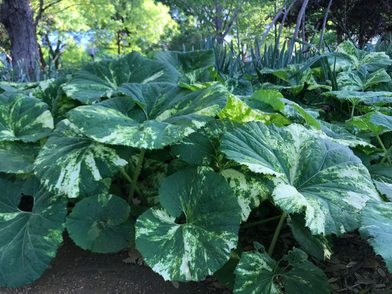 Petasites japonicus var. giganteus - Japanese Butterbur | Myriad ...