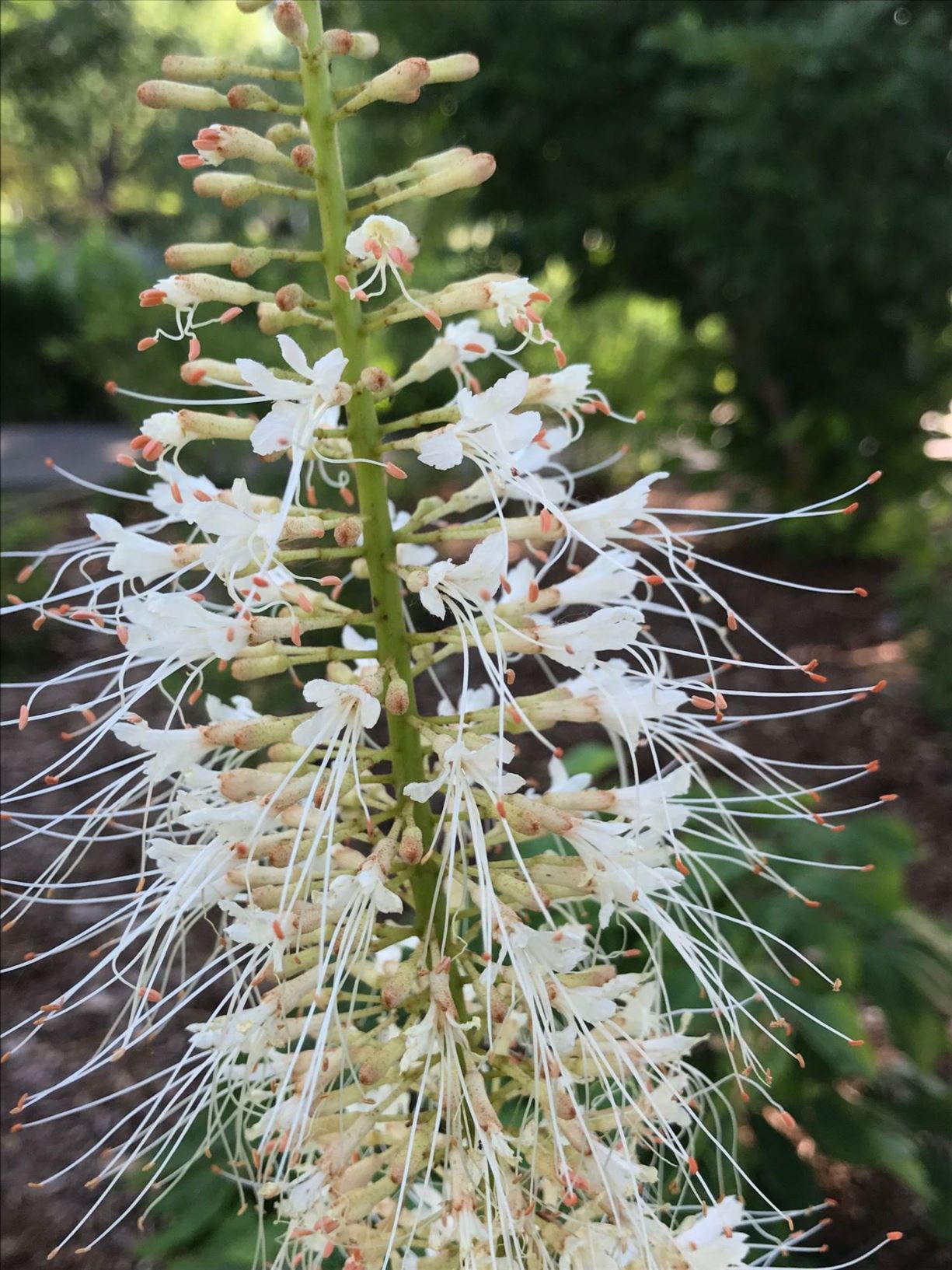 Aesculus parviflora - bottlebrush buckeye, dwaft buckeye, dwarf horse ...
