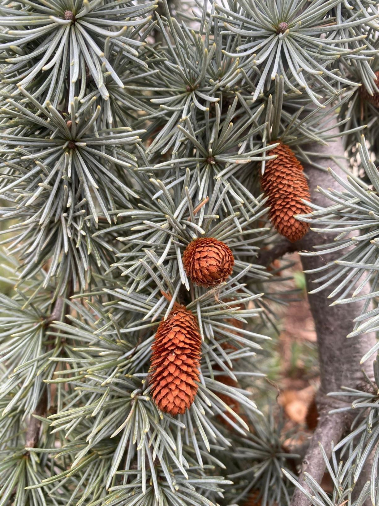 Cedrus atlantica 'Glauca Pendula' - Weeping Blue Atlas Cedar | Myriad ...