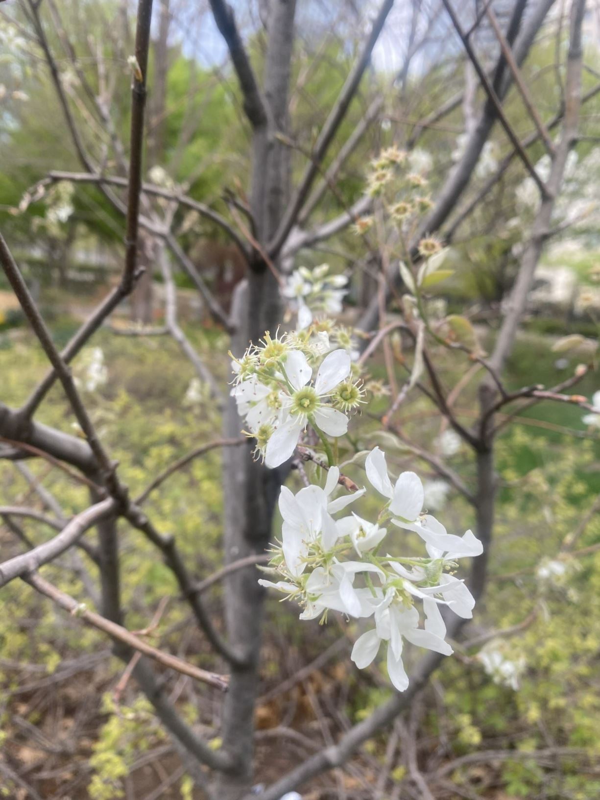 Amelanchier × grandiflora 'Autumn Brilliance' - Apple Serviceberry ...