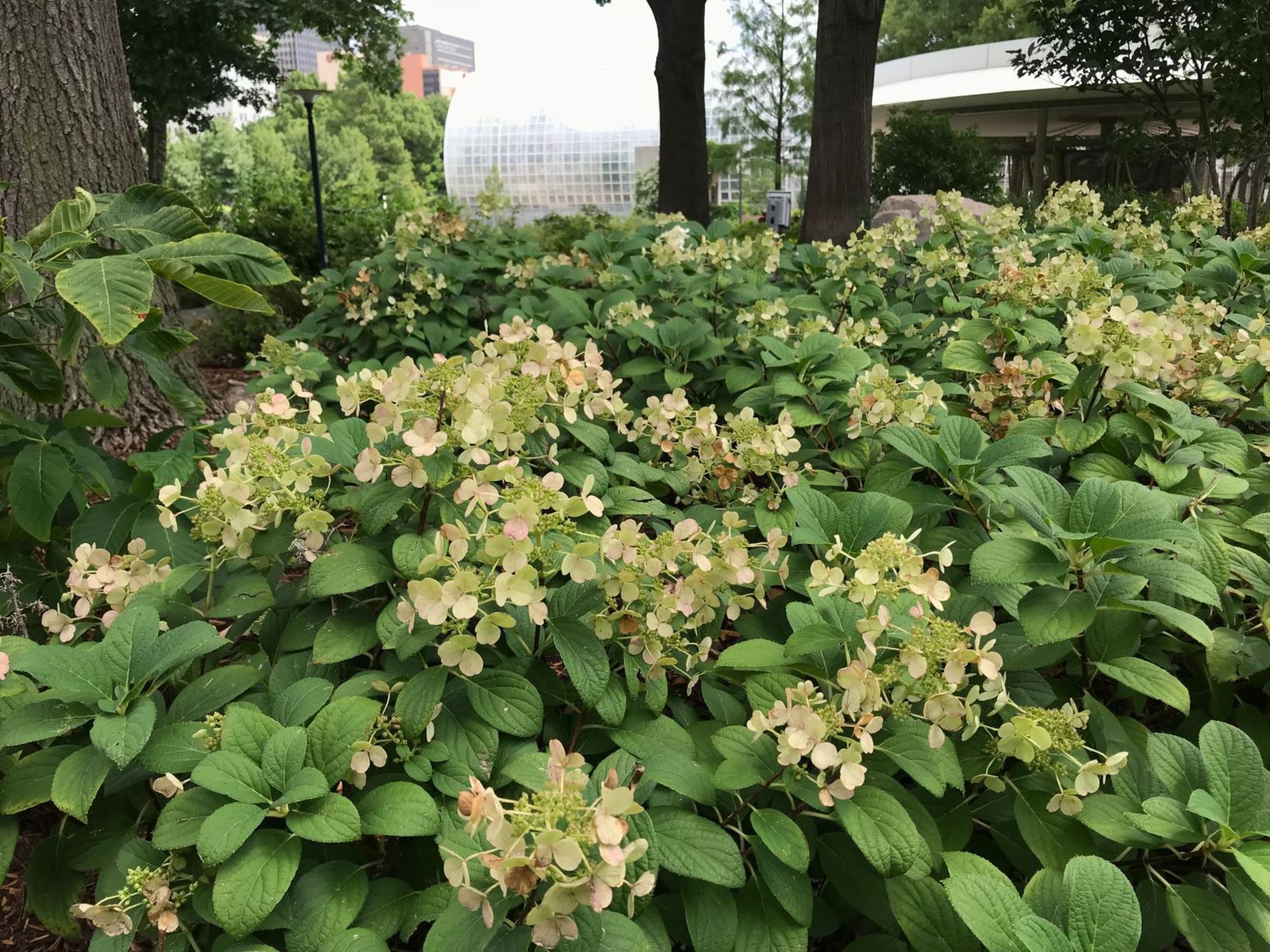 Hydrangea paniculata 'Bulk' Quick Fire - Panicle Hydrangea | Myriad ...
