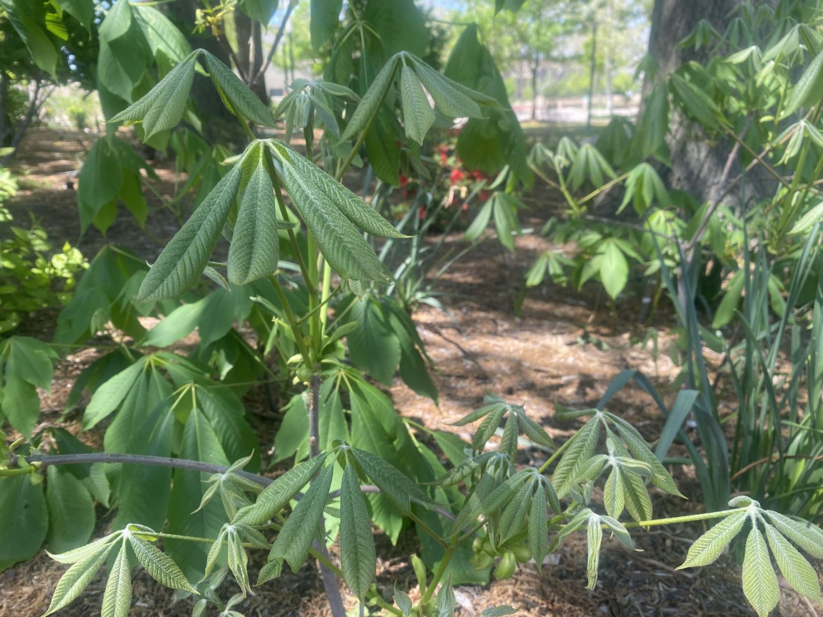 Aesculus parviflora - bottlebrush buckeye, dwaft buckeye, dwarf horse ...