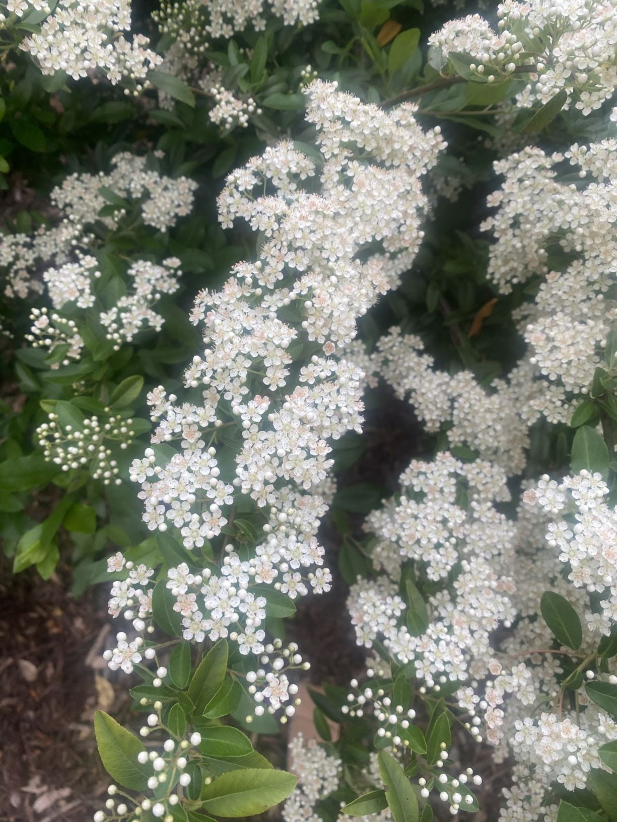 Pyracantha angustifolia Gnome (R) - Gnome Pyracantha, Narrowleaf ...