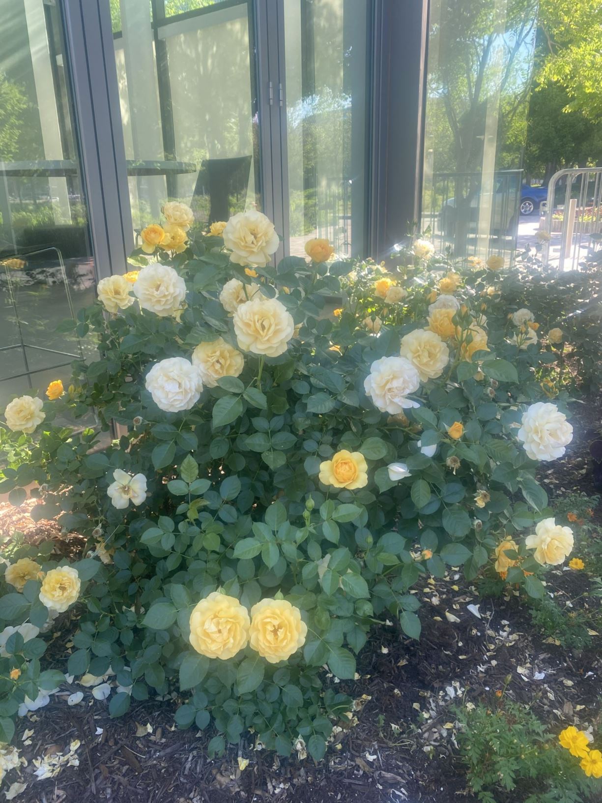 Rosa Julia Child - Floribunda Rose | Myriad Botanical Gardens ...