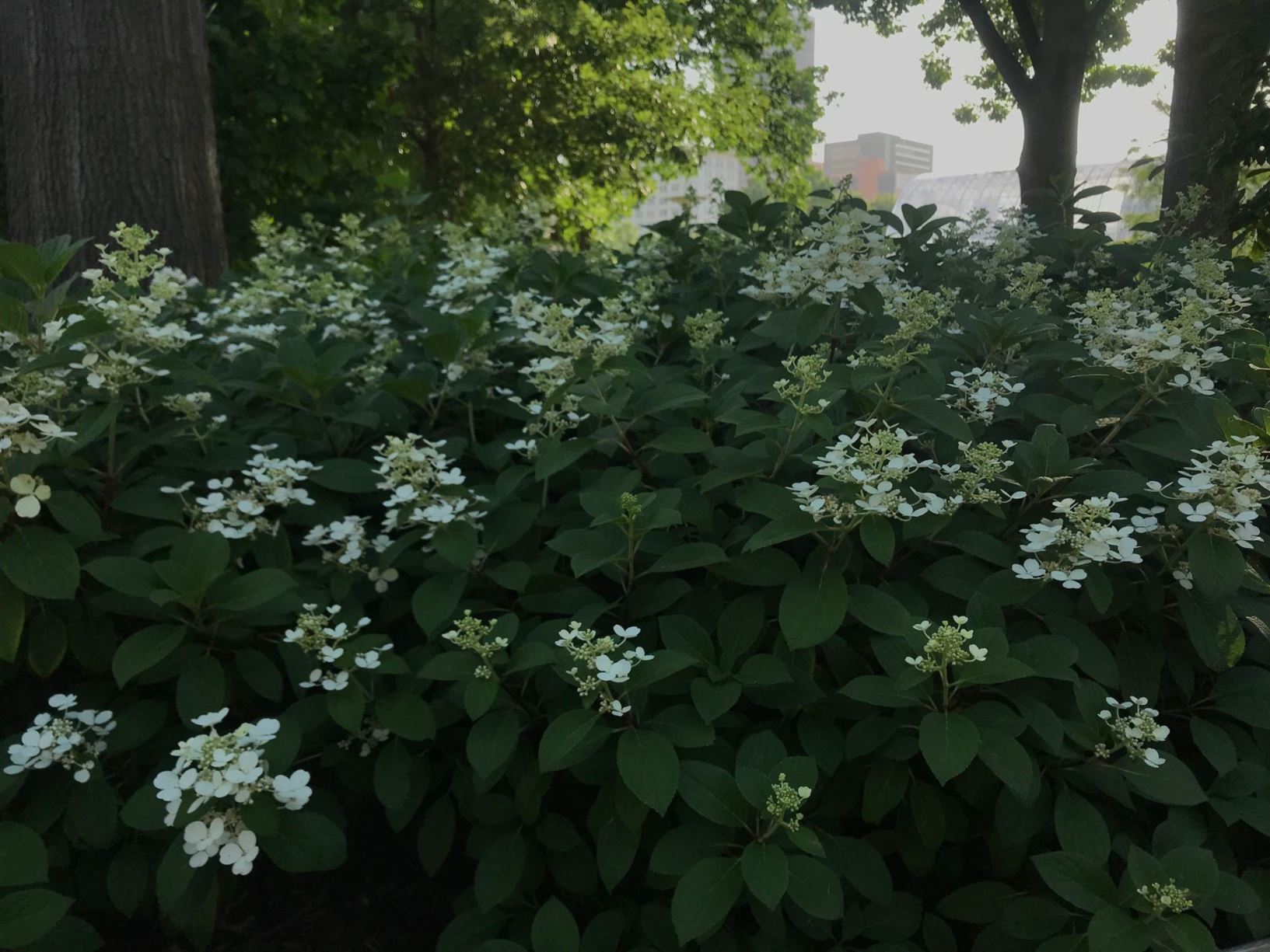 Hydrangea paniculata 'Bulk' Quick Fire - Panicle Hydrangea | Myriad ...