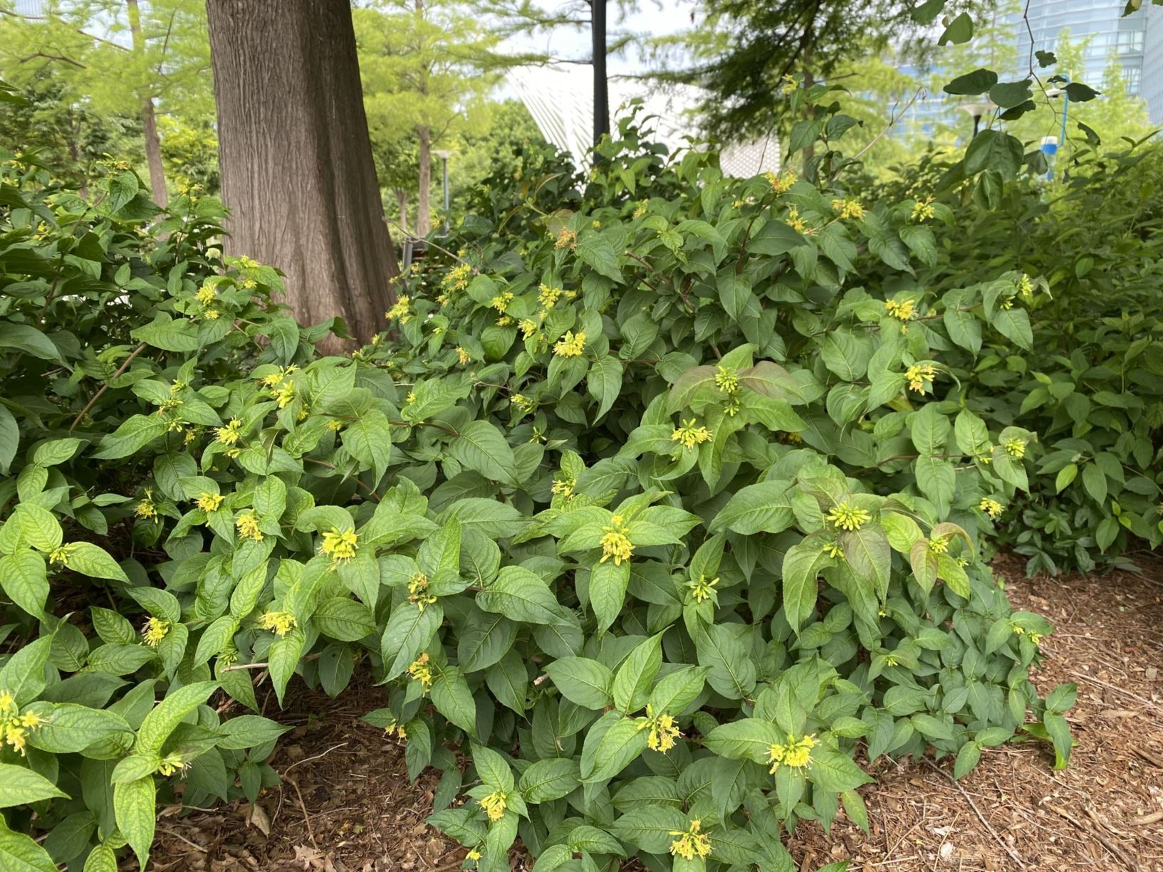 Diervilla splendens Kodiak Red® - Bush Honeysuckle | Myriad Botanical ...