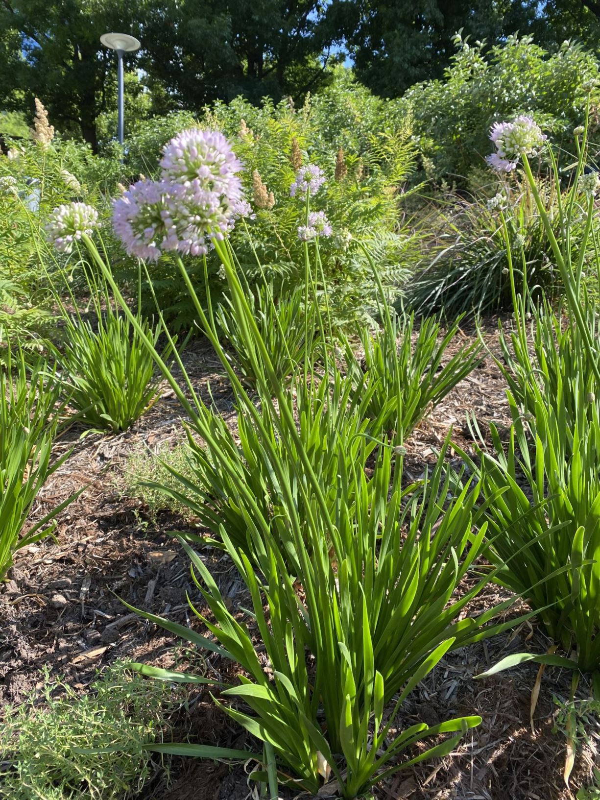 Allium 'Millenium' - Ornamental Onion | Myriad Botanical Gardens ...