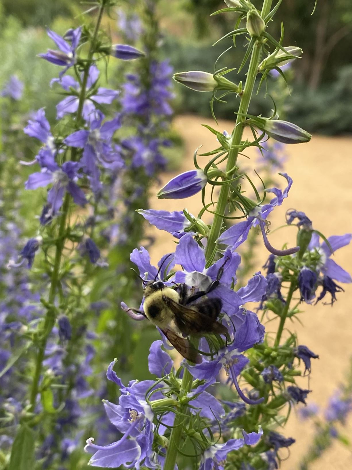 Campanula americana - Tall Bellflower | Myriad Botanical Gardens ...