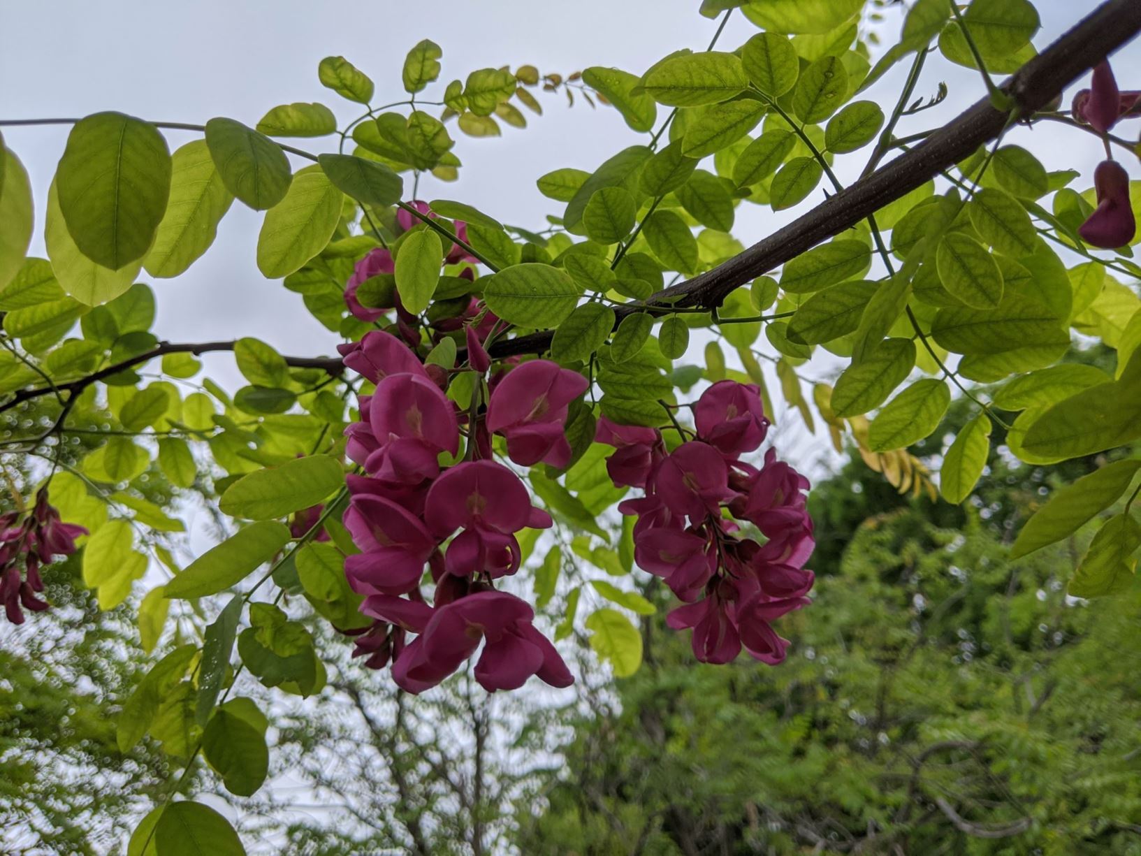 Robinia pseudoacacia 'Purple Robe' - Black Locust | Myriad Botanical ...