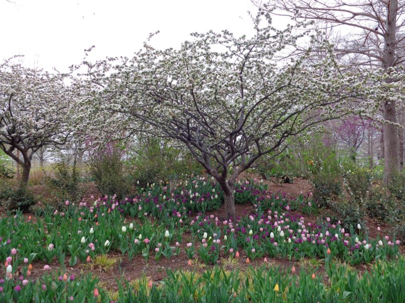 Malus sp. - Crabapple | Myriad Botanical Gardens - Oklahoma City, USA