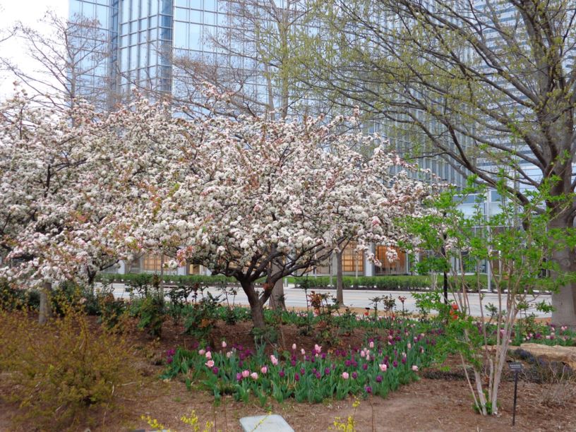 Malus sp. - Crabapple | Myriad Botanical Gardens - Oklahoma City, USA