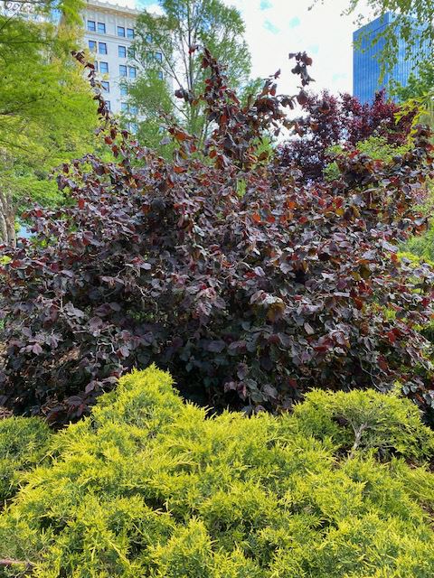 Corylus avellana 'Contorta' - Contorted Filbert, Harry Lauder's Walking ...