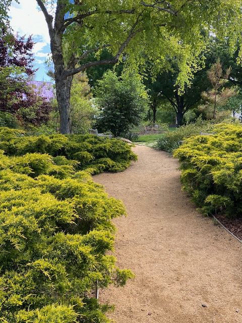 Juniperus × pfitzeriana 'Saybrook Gold' - Juniper | Myriad Botanical ...