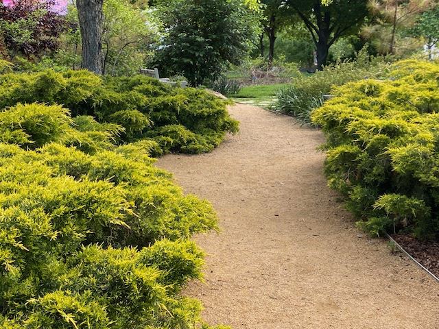 Juniperus × pfitzeriana 'Saybrook Gold' - Juniper | Myriad Botanical ...