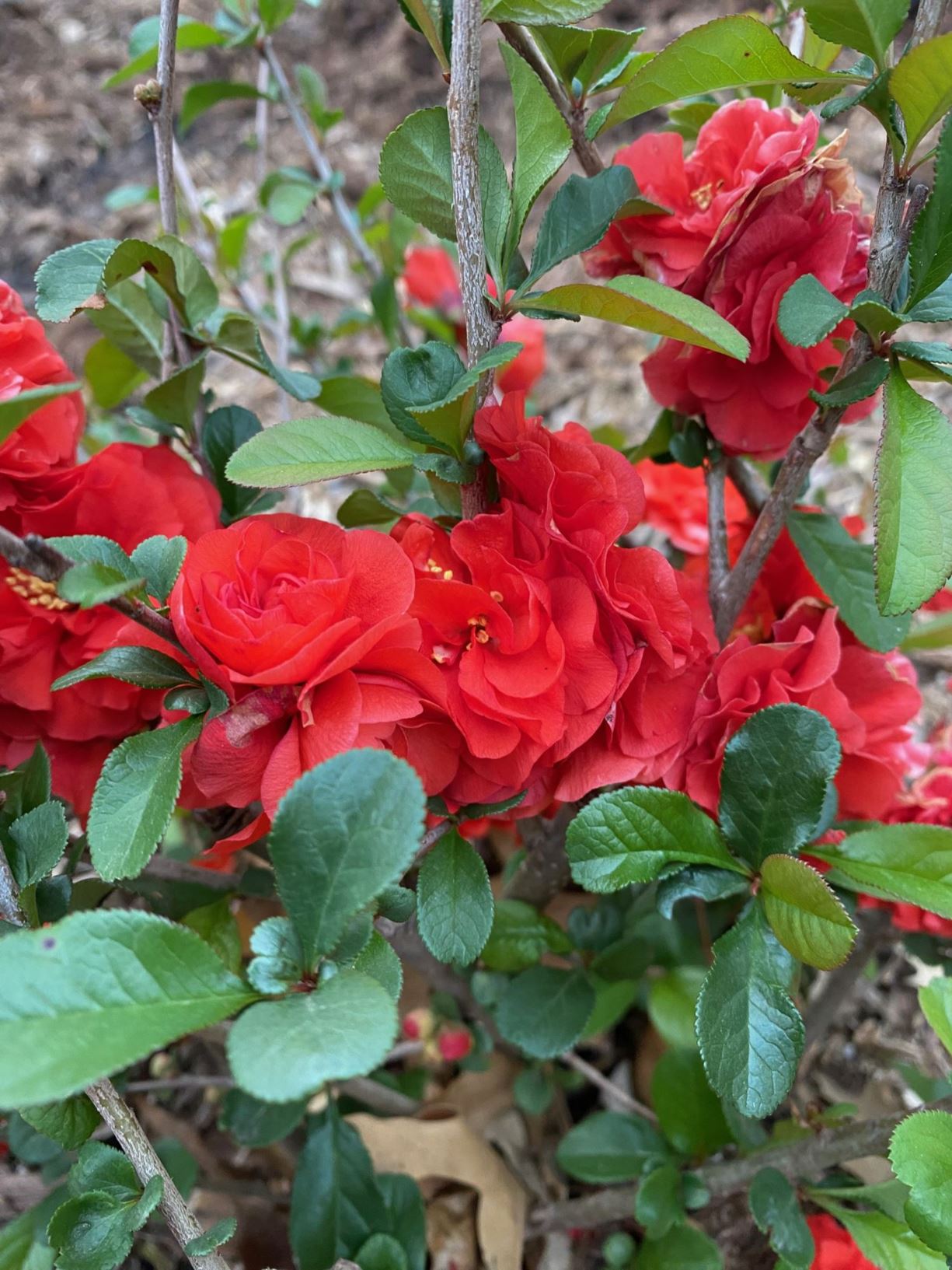 Chaenomeles speciosa 'Scarlet Storm' - Flowering Quince | Myriad ...