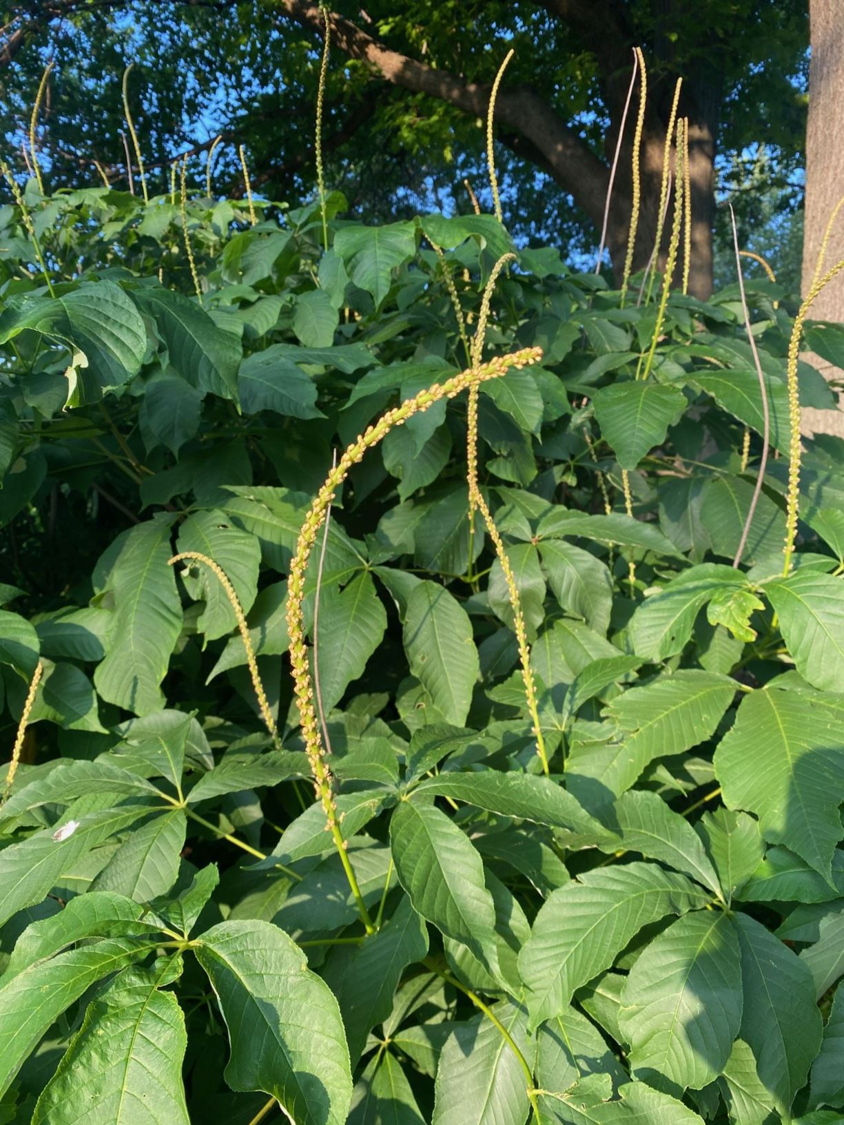 Aesculus parviflora - bottlebrush buckeye, dwaft buckeye, dwarf horse ...