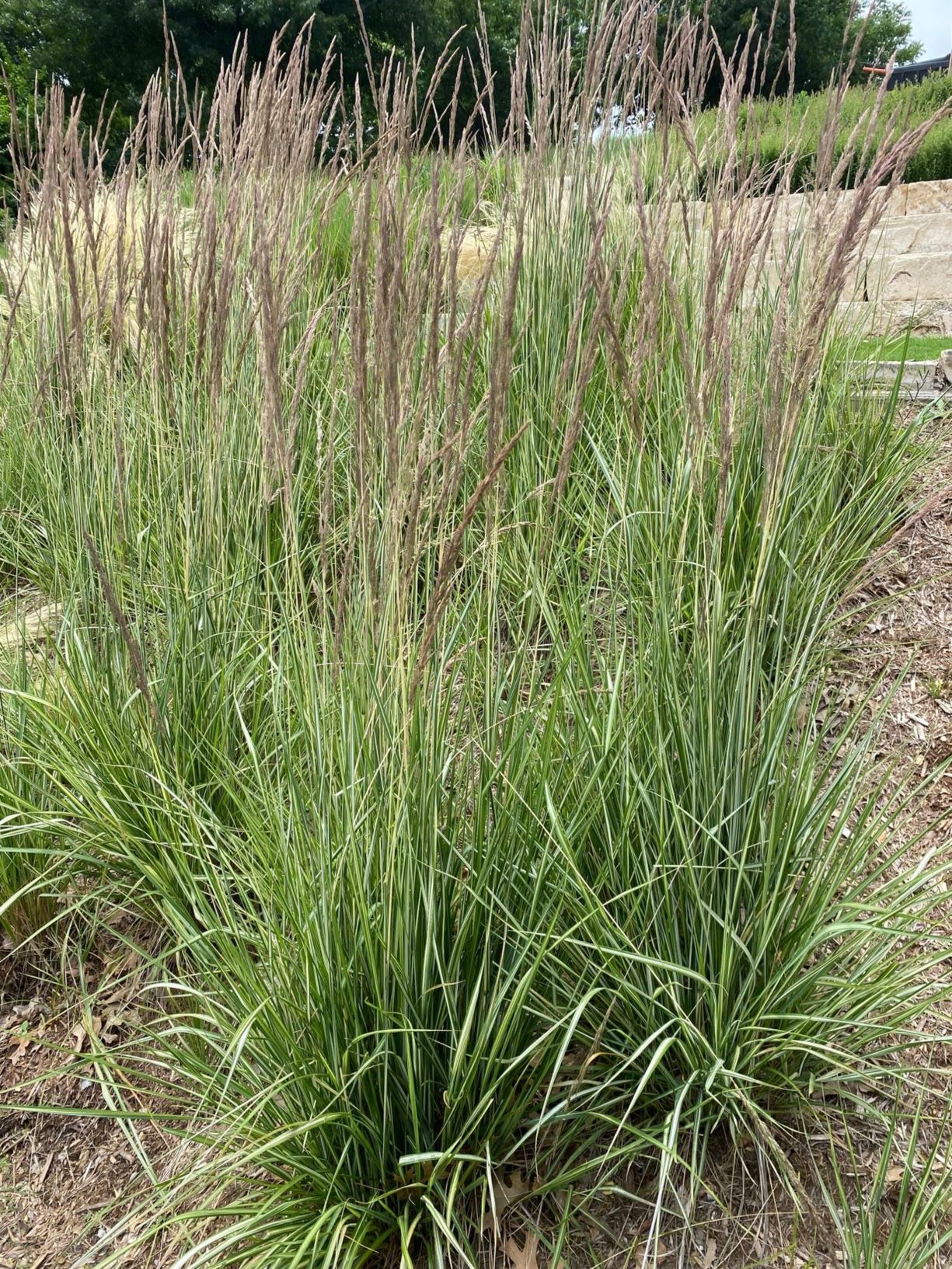 Calamagrostis × acutiflora Hello Spring!® - Feather Reed Grass | Myriad ...