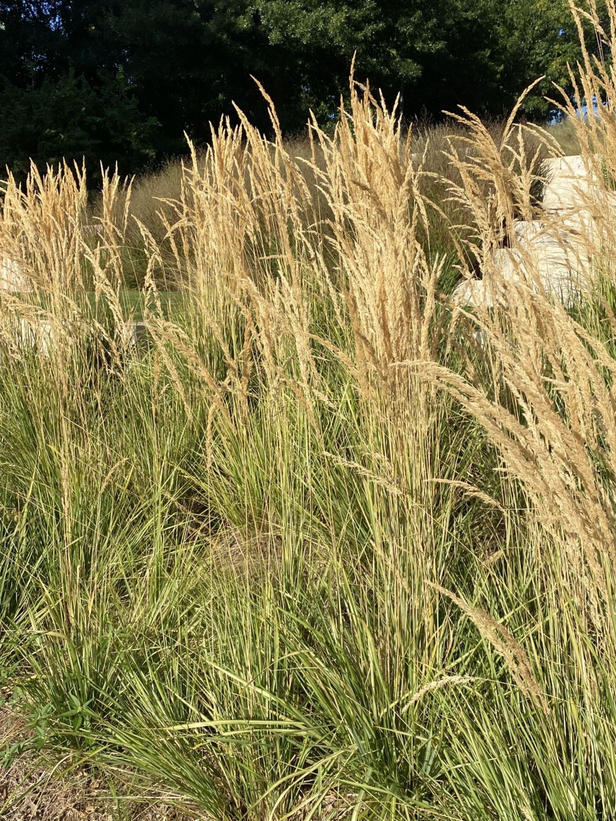 Calamagrostis × acutiflora Hello Spring!® - Feather Reed Grass | Myriad ...