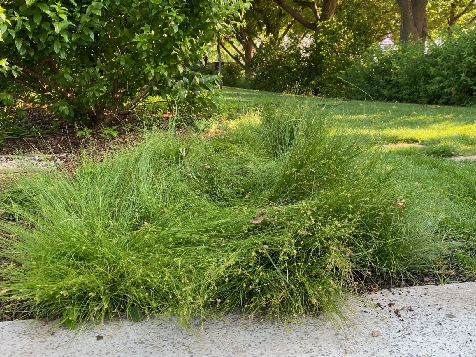 Carex texensis - Texas Sedge | Myriad Botanical Gardens - Oklahoma City ...