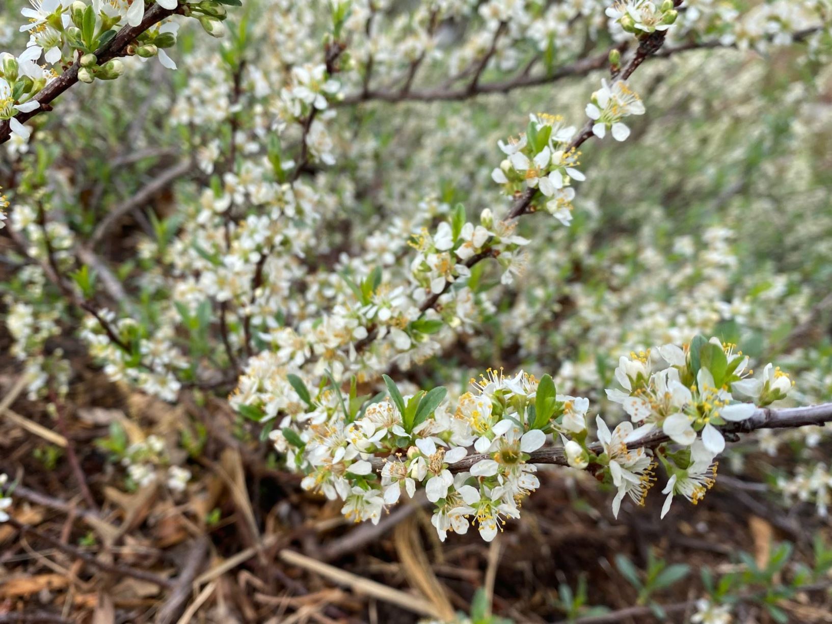 Prunus besseyi Pawnee Buttes® - Sandcherry | Myriad Botanical Gardens ...