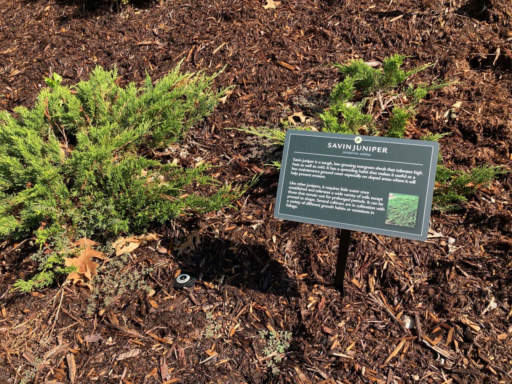 Juniperus sabina 'Buffalo' - Savin Juniper | Myriad Botanical Gardens ...