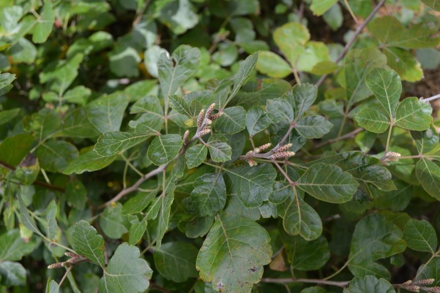Rhus aromatica 'Gro-Low' - Fragrant Sumac, Gro Low Sumac | Myriad ...