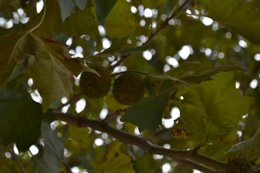 Platanus × acerifolia 'Bloodgood' - London Plane Tree, Bloodgood Plane ...