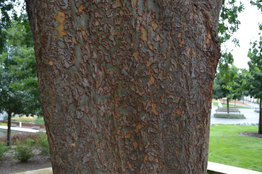 Ulmus parvifolia - Lacebark Elm, Chinese Elm | Myriad Botanical Gardens ...