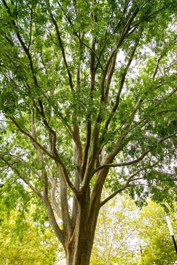 Ulmus parvifolia - Lacebark Elm, Chinese Elm | Myriad Botanical Gardens ...