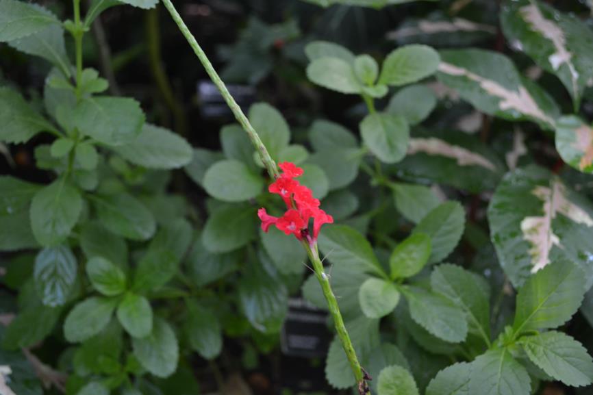 Stachytarpheta sanguinea - Dwarf Red Porterweed | Myriad Botanical ...