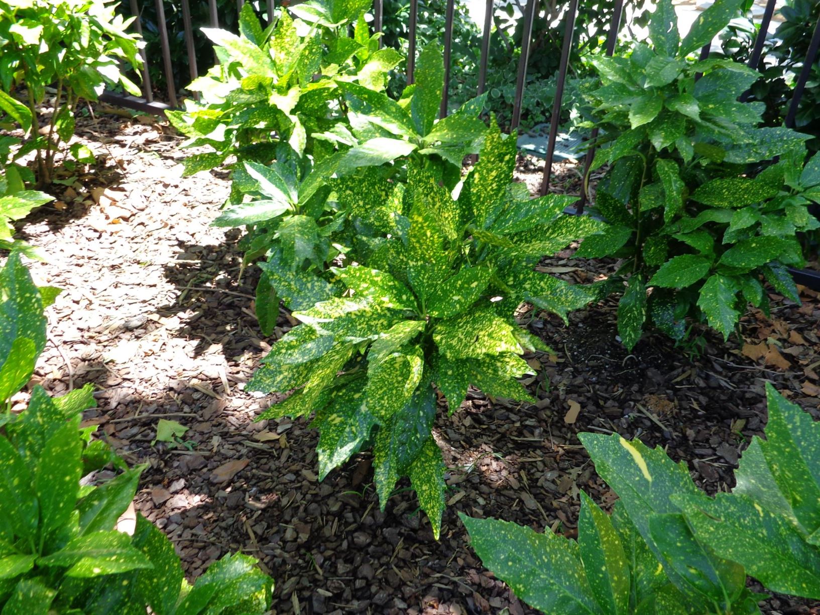 Aucuba japonica 'Variegata' - Gold Dust Aucuba | Myriad Botanical ...