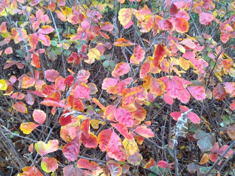 Rhus aromatica 'Gro-Low' - Fragrant Sumac, Gro Low Sumac | Myriad ...