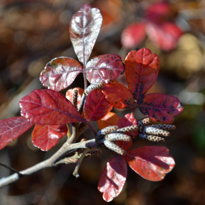 Rhus aromatica 'Gro-Low' - Fragrant Sumac, Gro Low Sumac | Myriad ...