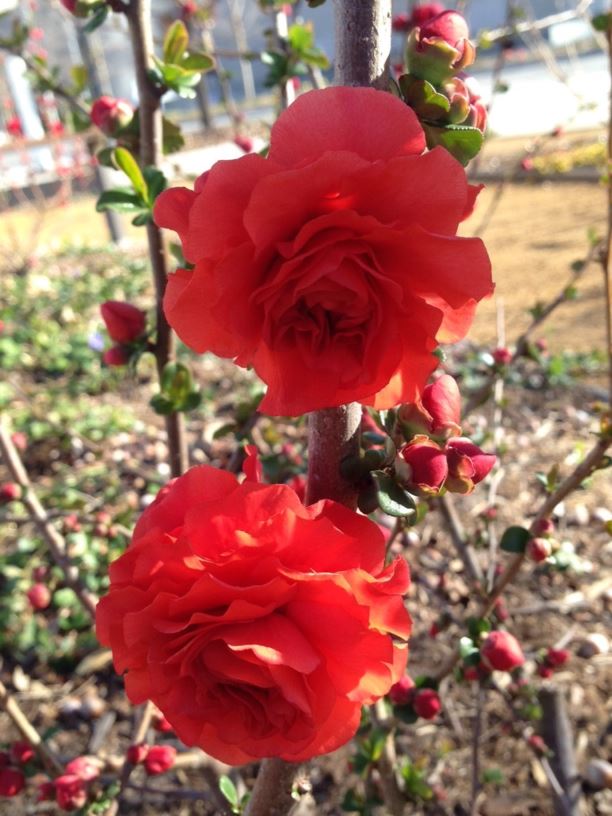 Chaenomeles speciosa 'Scarlet Storm' - Flowering Quince | Myriad ...