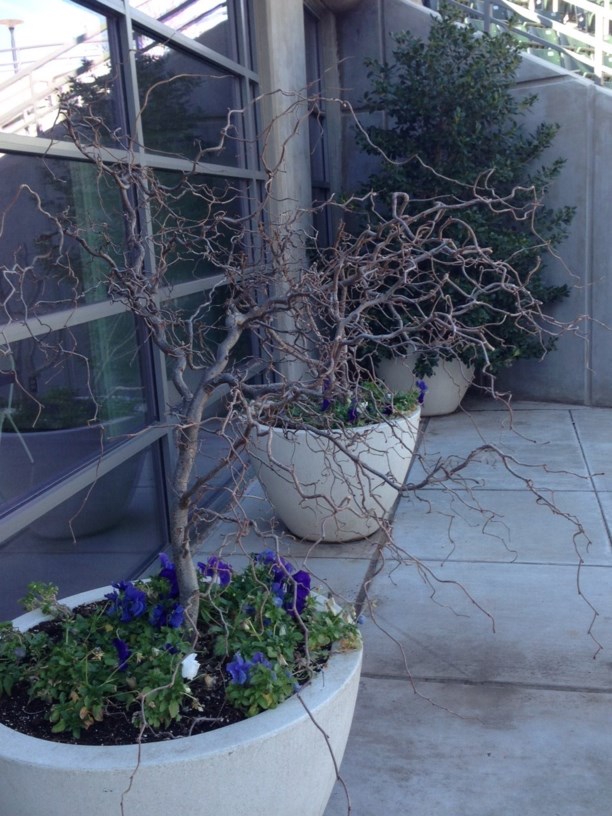 Corylus avellana 'Contorta' - Contorted Filbert, Harry Lauder's Walking ...