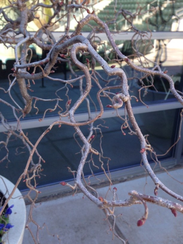 Corylus avellana 'Contorta' - Contorted Filbert, Harry Lauder's Walking ...