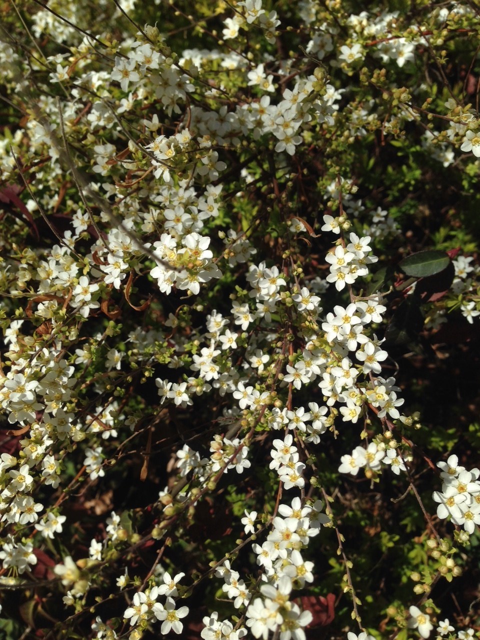 Spiraea thunbergii 'Ogon' - Gold Thread Spirea | Myriad Botanical ...