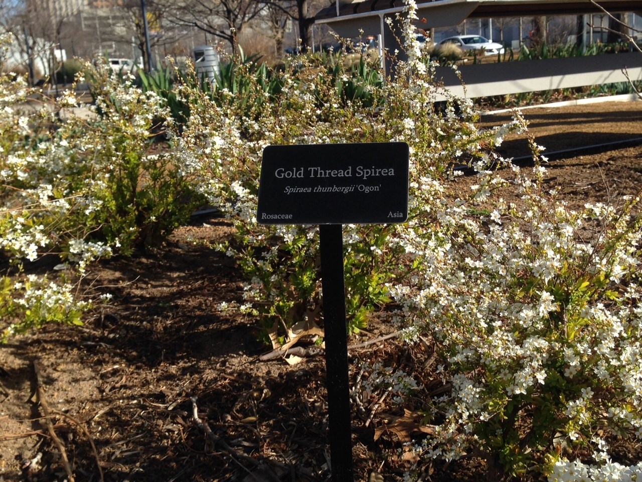 Spiraea thunbergii 'Ogon' - Gold Thread Spirea | Myriad Botanical ...