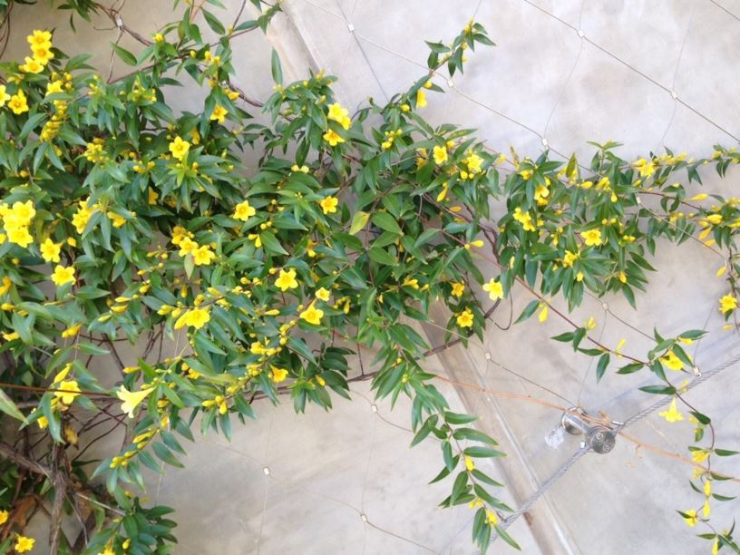 Gelsemium sempervirens - Carolina Yellow Jessamine, False Jasmine ...