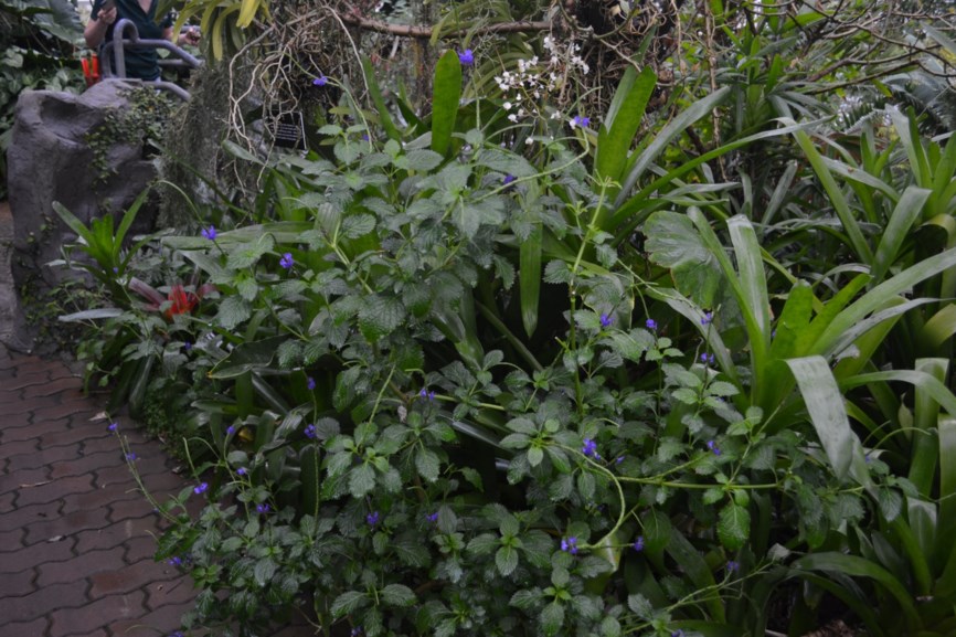 Stachytarpheta jamaicensis - Jamaican Porterweed, Blue Porterweed ...